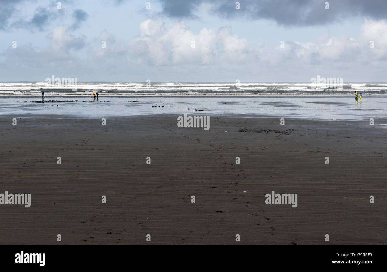 People digging for clams on the Washington coast Stock Photo - Alamy