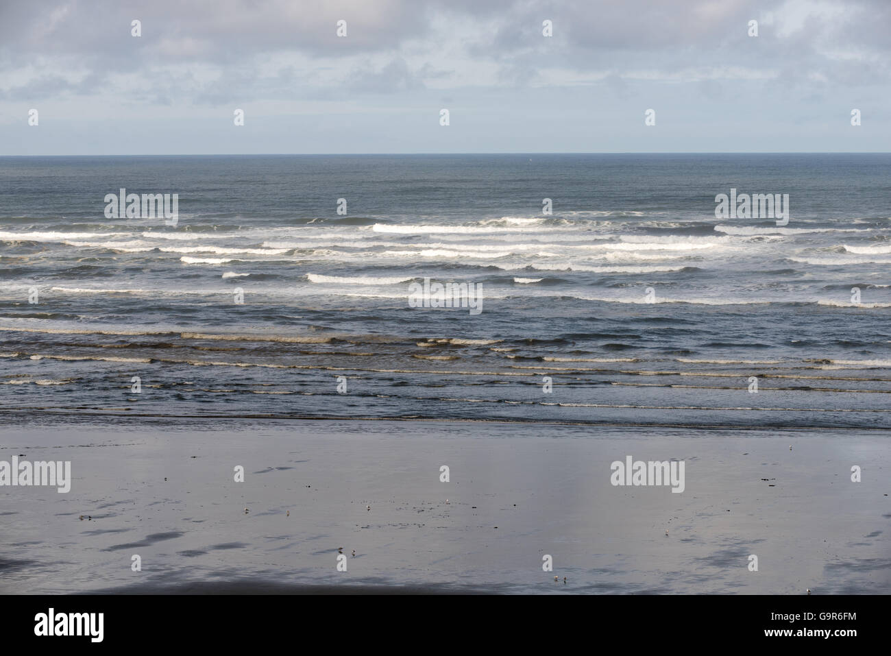 People digging for clams on the Washington coast Stock Photo - Alamy