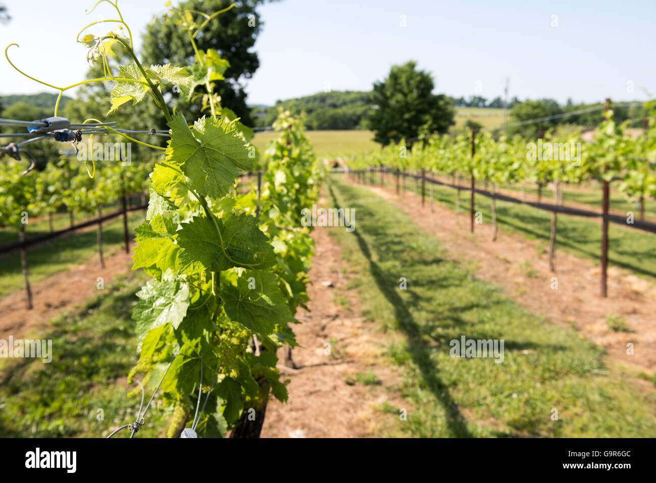 Vineyard landscape vines in southern hi-res stock photography and ...