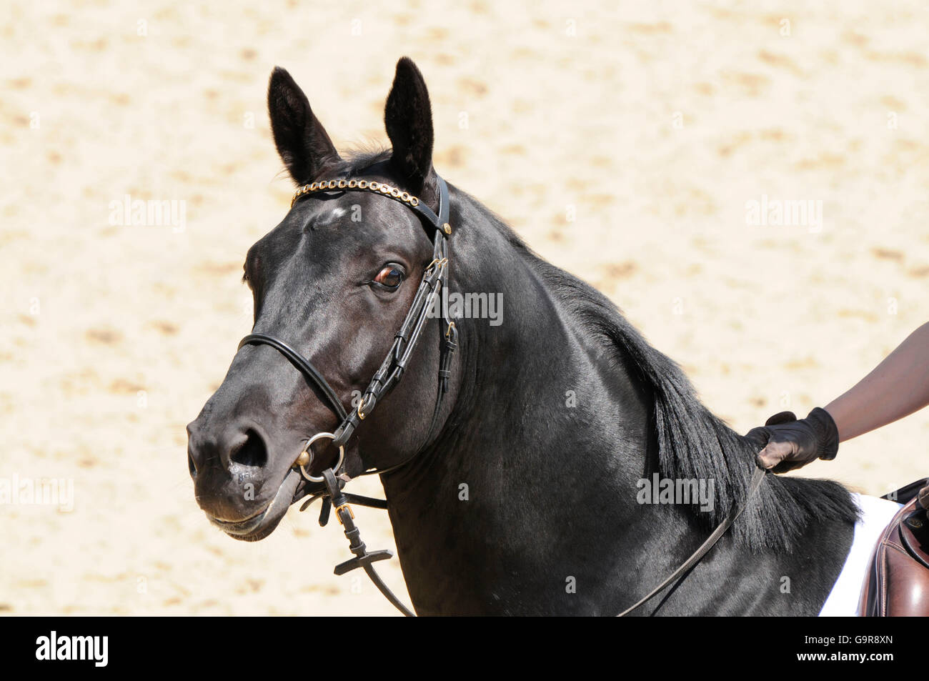 Akhal Teke, stallion / tack Stock Photo - Alamy