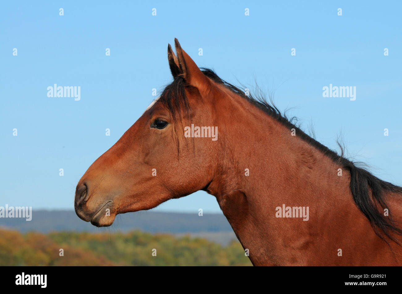 Quarter Horse, bay mare / side Stock Photo - Alamy