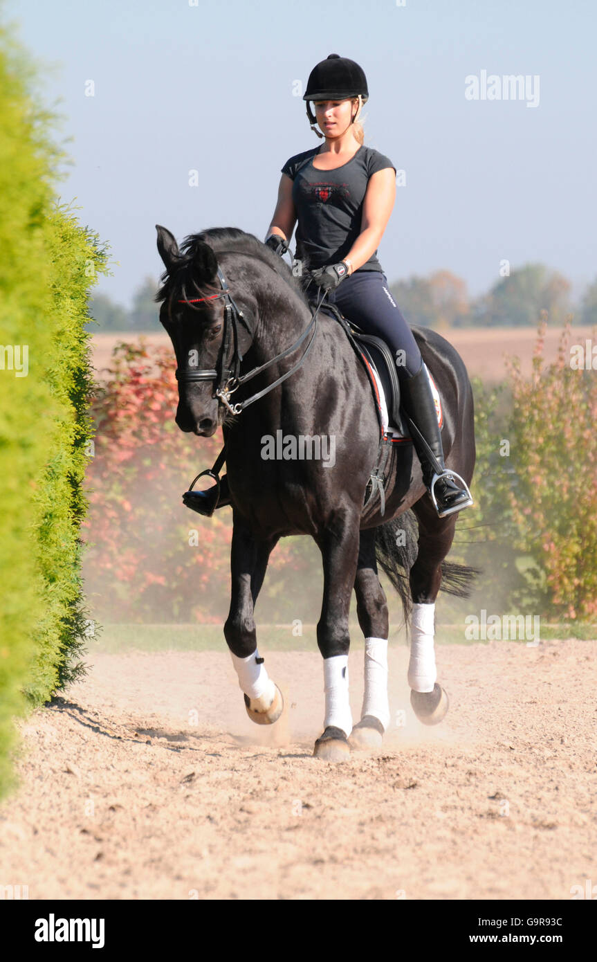 Rider with Westphalian Warmblood, half-pass / German Warmblood ...