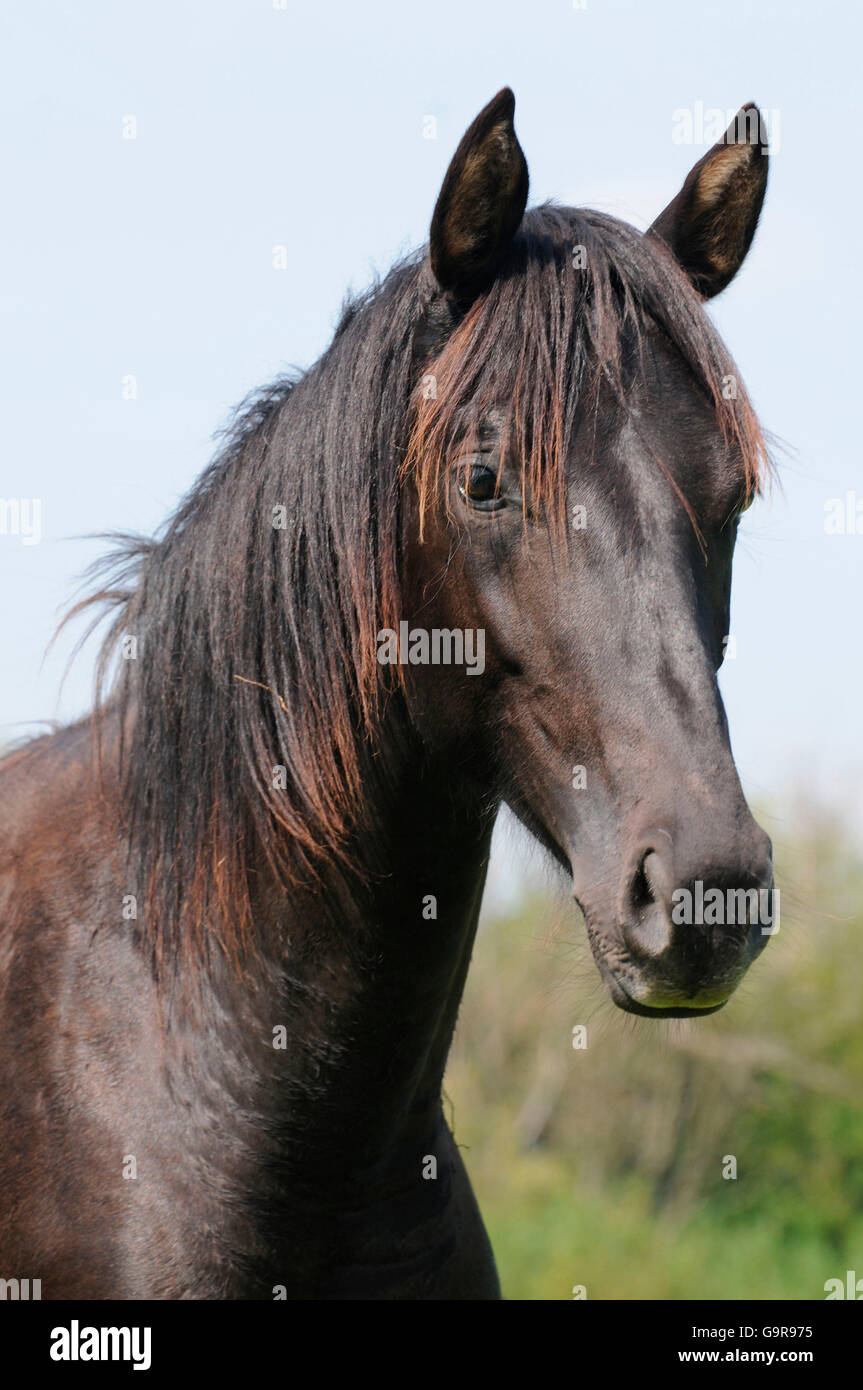 German Warmblood Horse, yearling, stallion / colt Stock Photo - Alamy