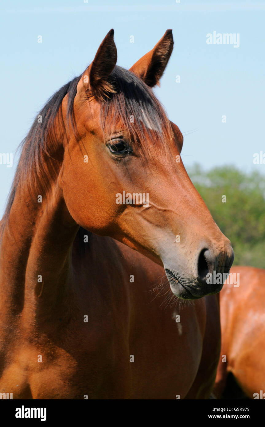 German Warmblood Horse, yearling, stallion / colt Stock Photo - Alamy
