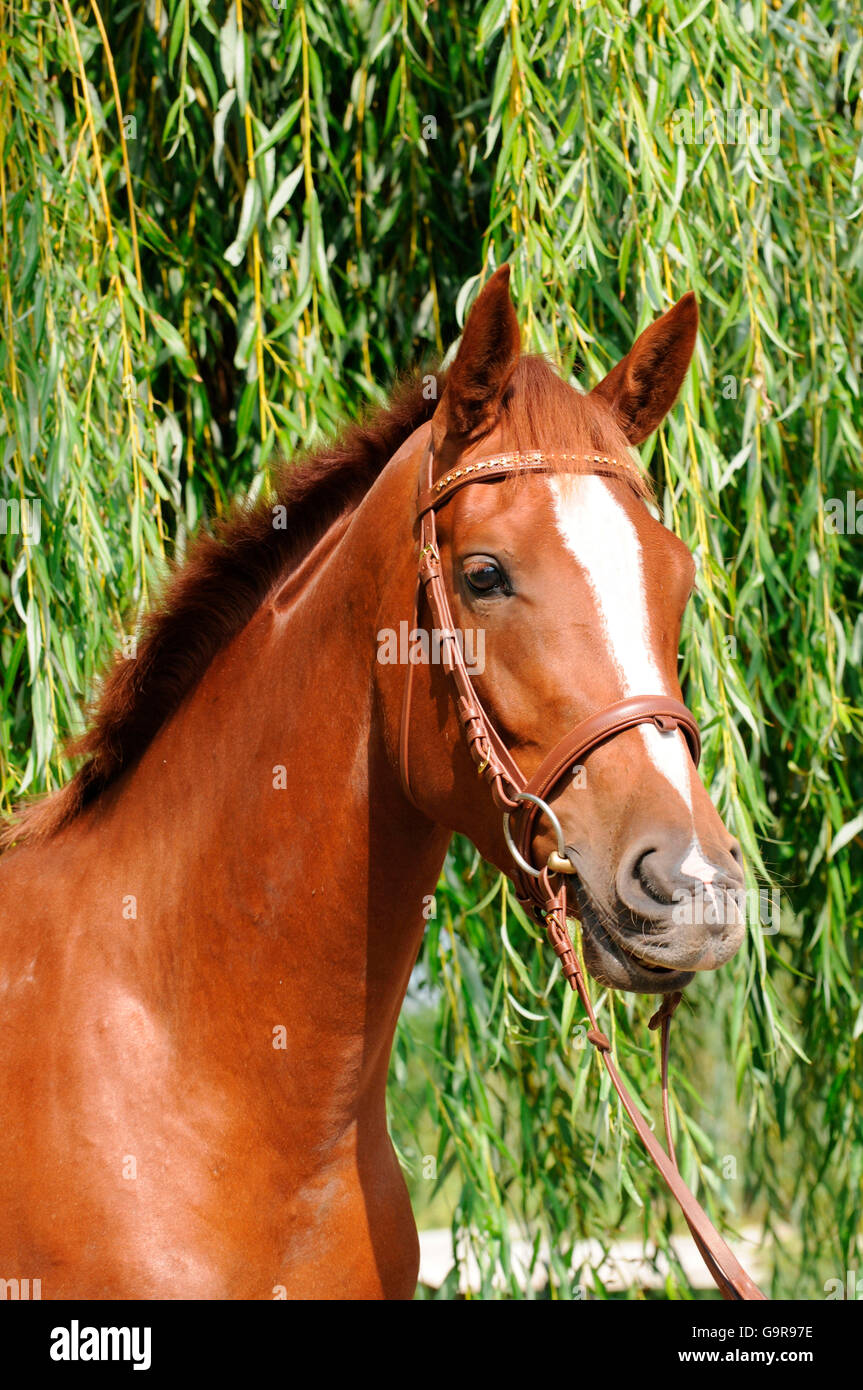 German Warmblood Horse, Zweibrucker, mare / Zweibrücker, sorrell ...