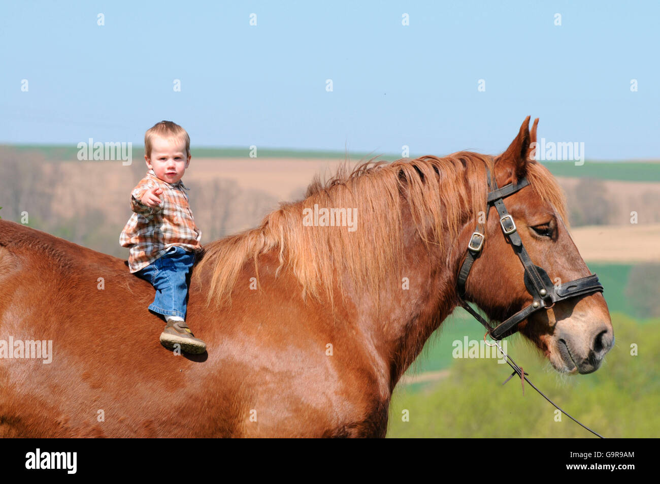 Small child on Breton Horse / Draft Horse, Draught Horse, Trait Breton ...