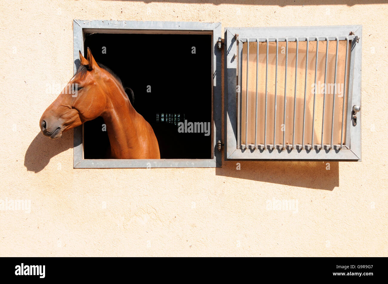 German Warmblood, looking out of stable window / box stall Stock Photo ...