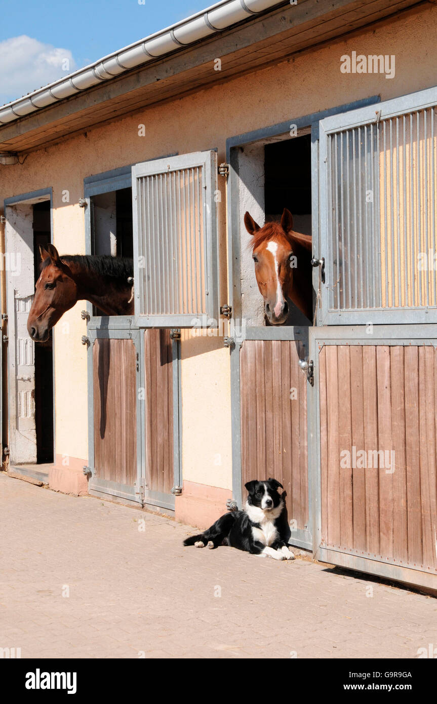 German Warmblood, looking out of stable door, Mixed Breed Dog / box ...