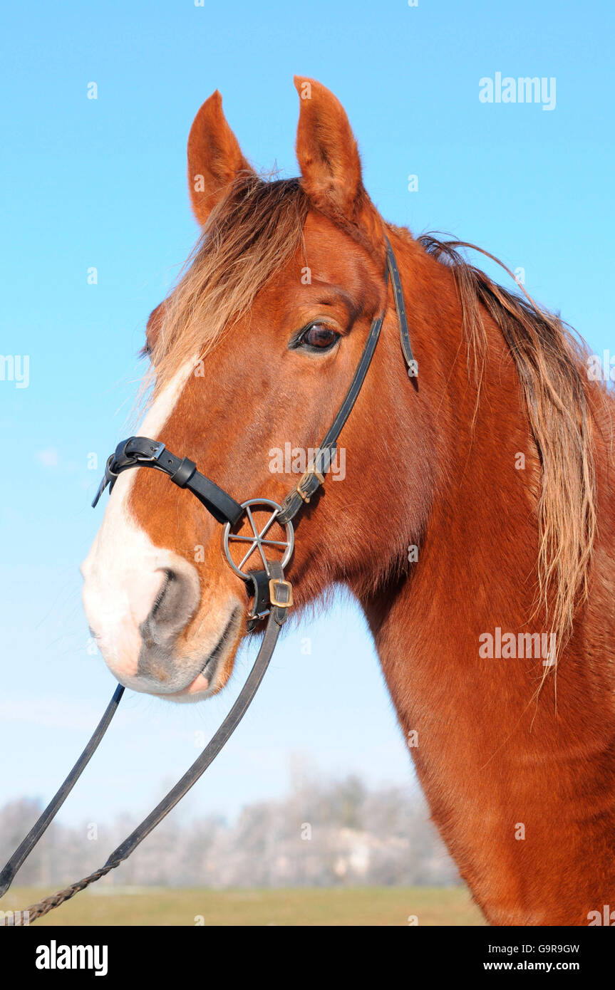 American Saddlebred Horse, bitless bridle / LG-Bridle Stock Photo - Alamy