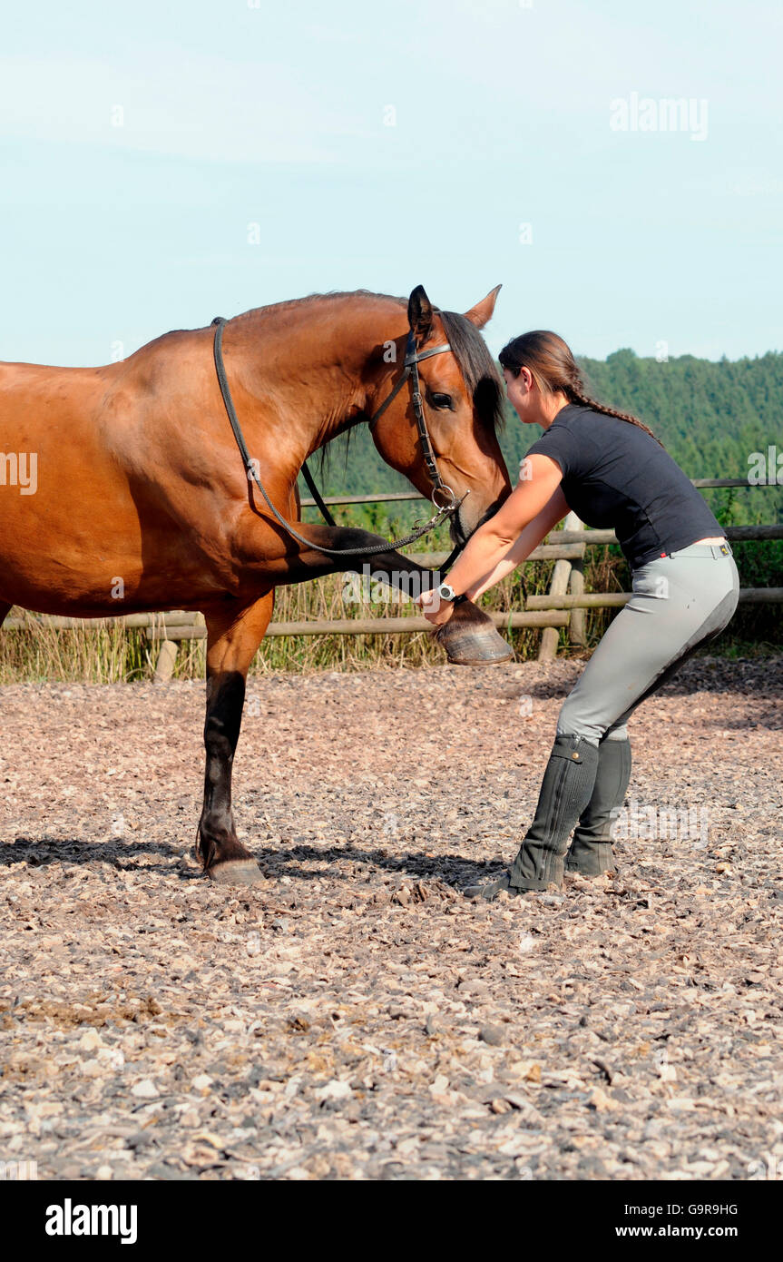 Horse physio hi-res stock photography and images - Alamy