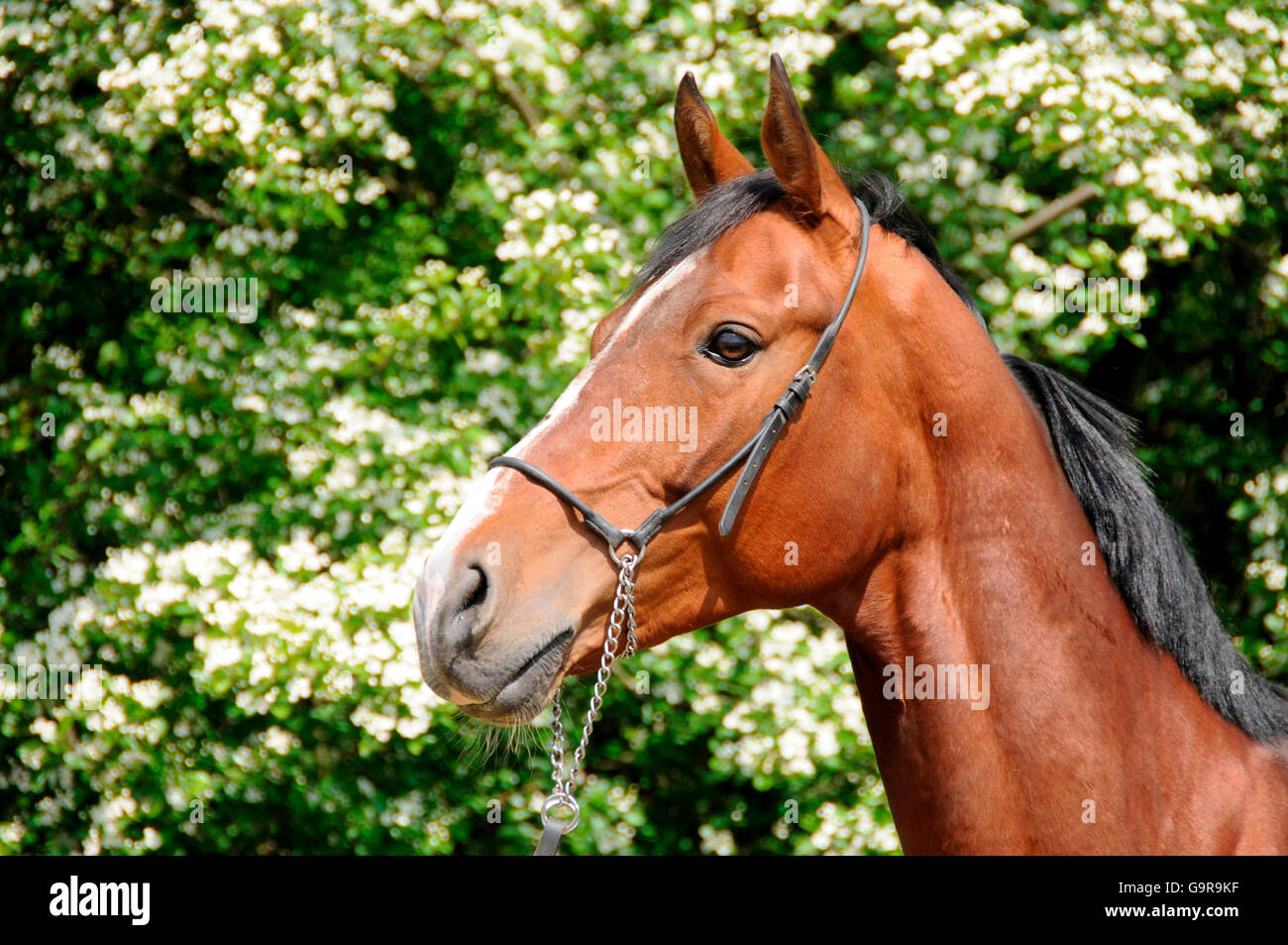 Akhal teke stallion hi-res stock photography and images - Alamy