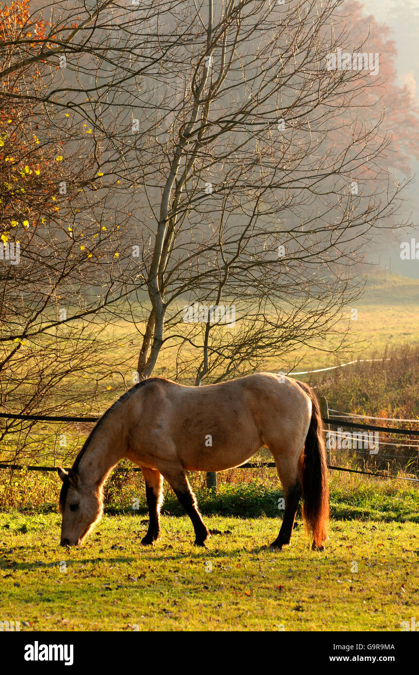 Quarter Horse, mare Stock Photo - Alamy