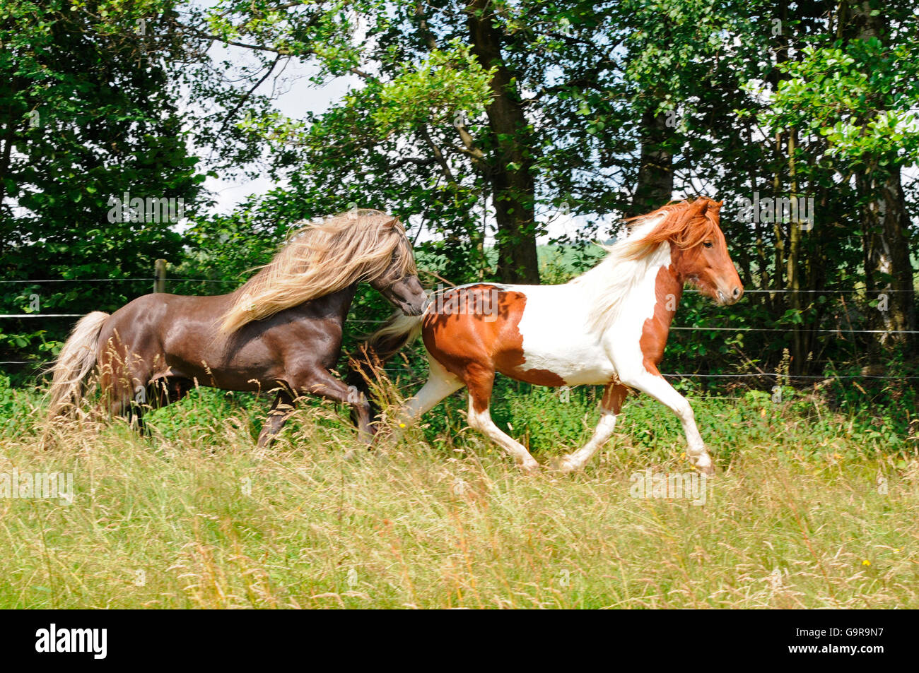 Animal pacing hi-res stock photography and images - Alamy