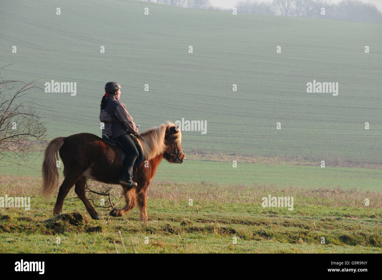 Trail riding, woman with Icelandic Horse Stock Photo - Alamy