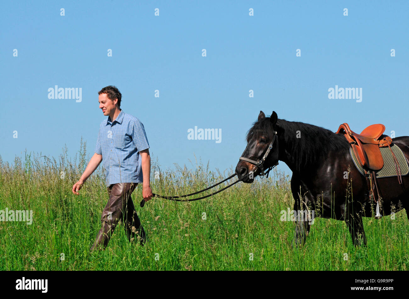 Man leading Noriker Draft Horse / Noriker Draught Horse, saddled Stock ...