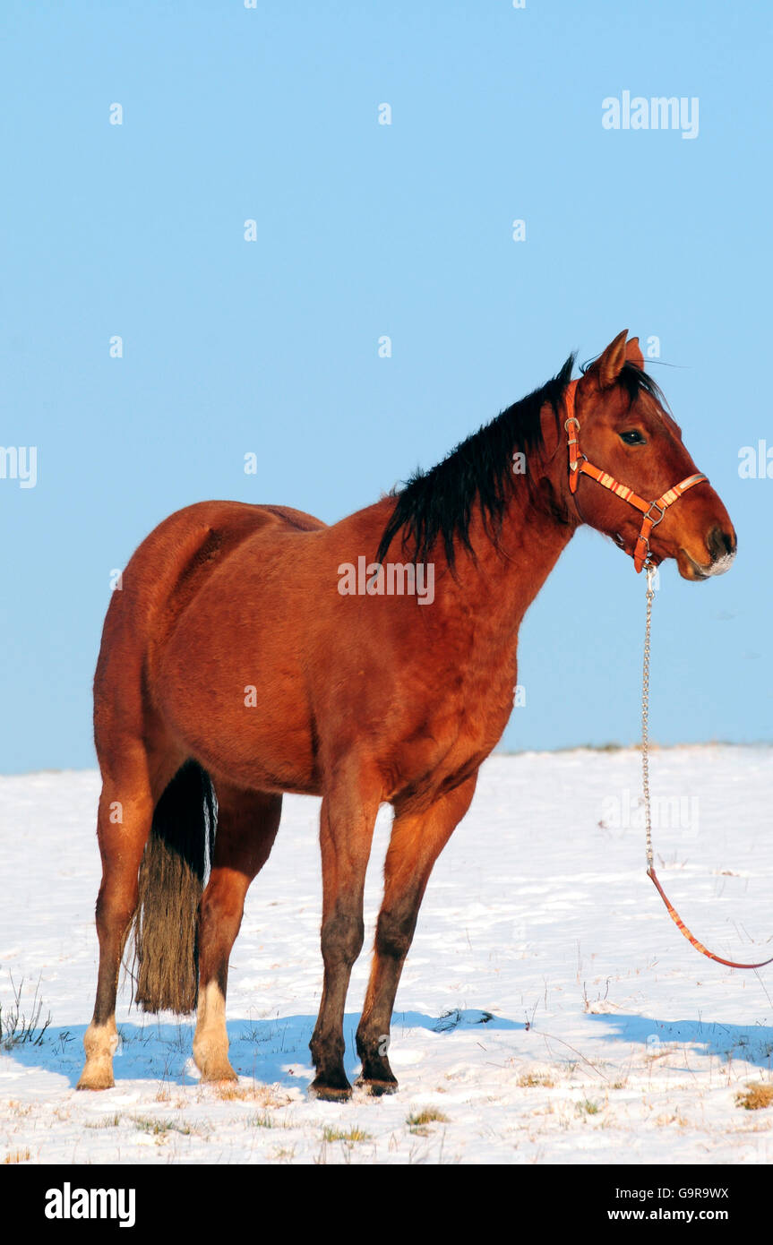 American Quarter Horse, mare Stock Photo - Alamy