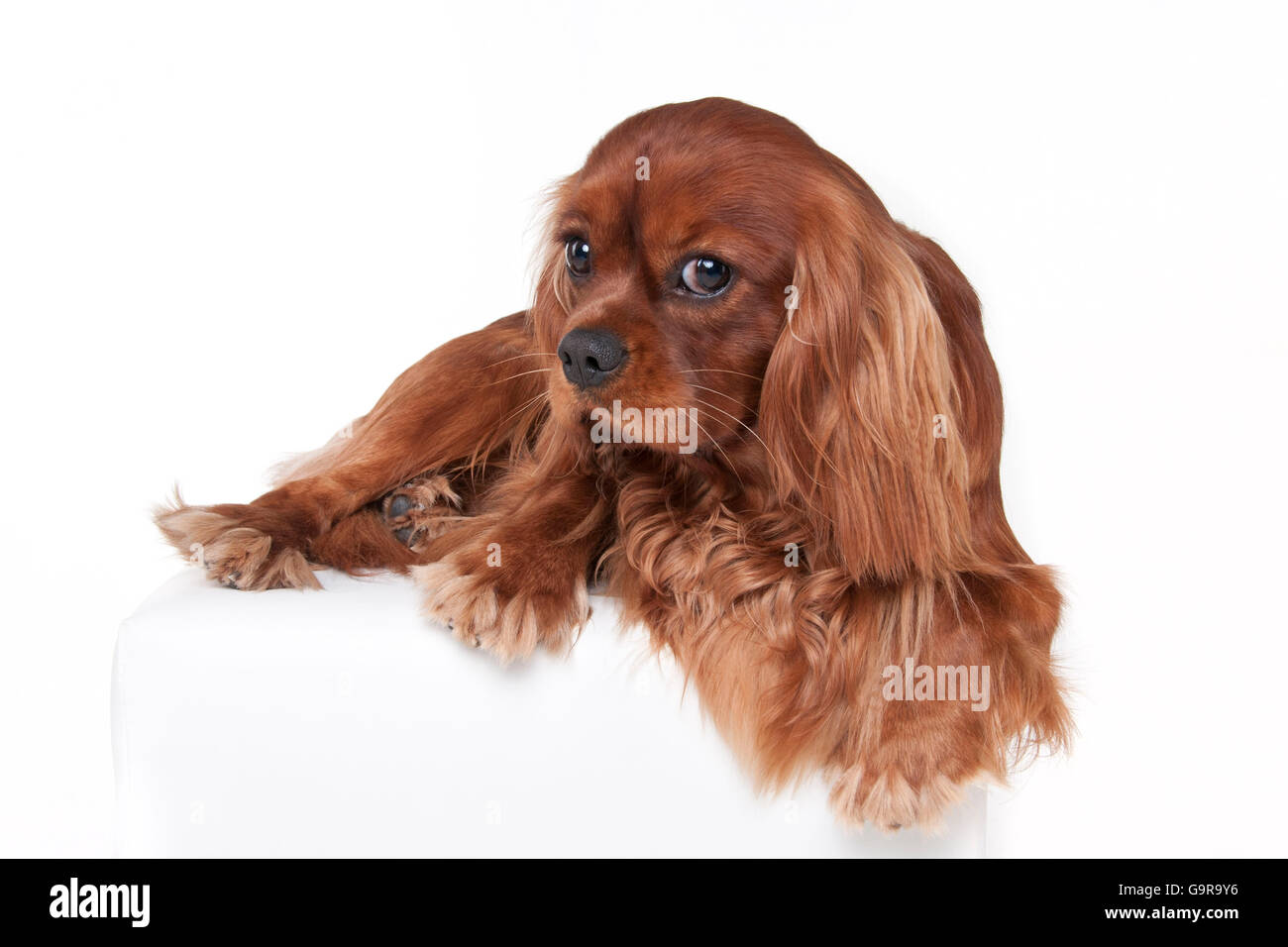 Cavalier king charles spaniel ruby hi-res stock photography and images ...