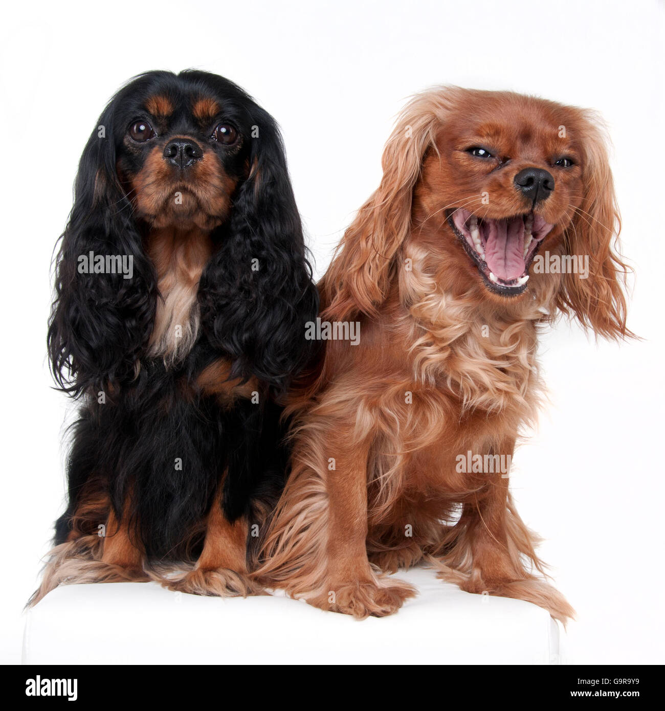 Black ruby Cut Out Stock Images & Pictures - Alamy