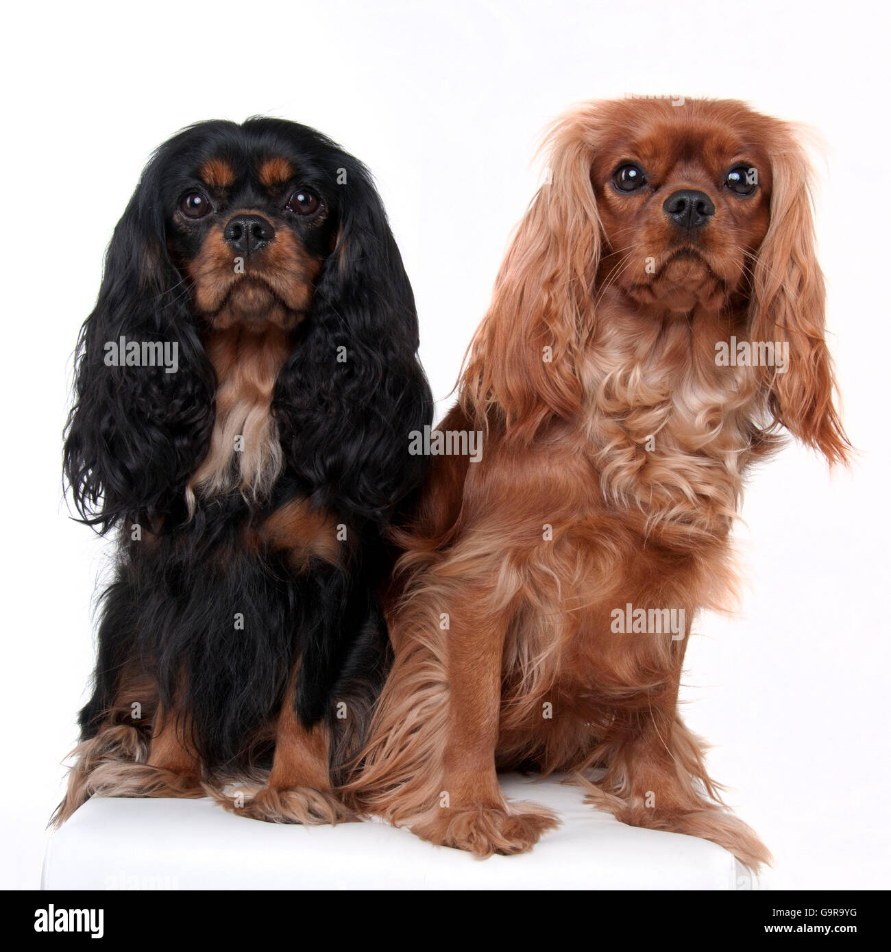 Cavalier King Charles Spaniel, ruby and black-and-tan Stock Photo - Alamy