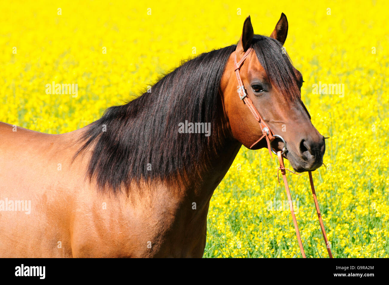 American Quarter Horse, stallion / dun Stock Photo - Alamy