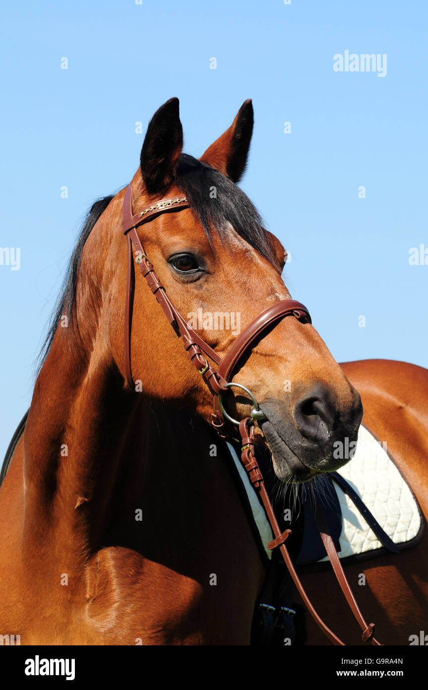 Holsteiner horse hi-res stock photography and images - Alamy