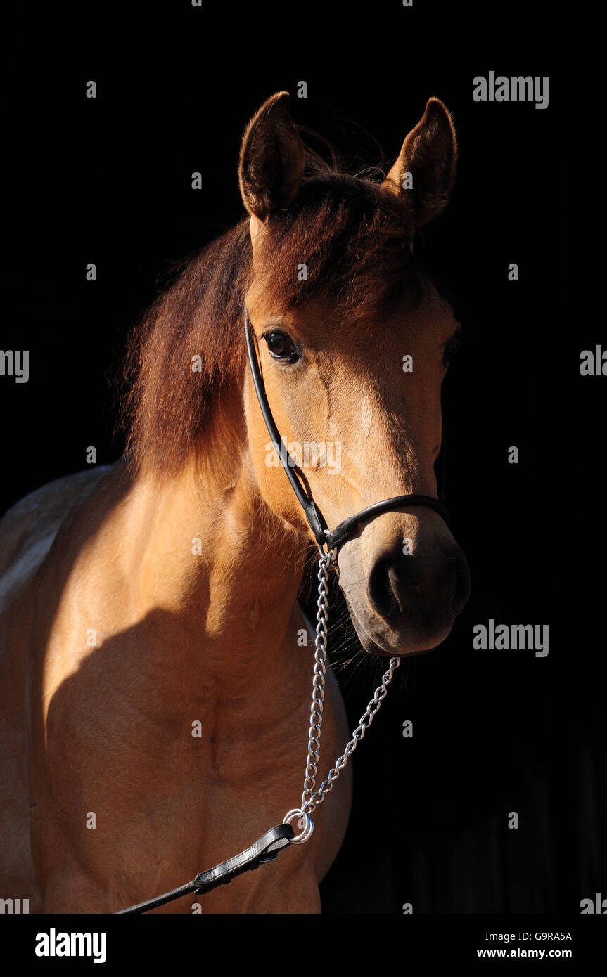Paso Fino, yearling, colt / dun, stallion Stock Photo - Alamy