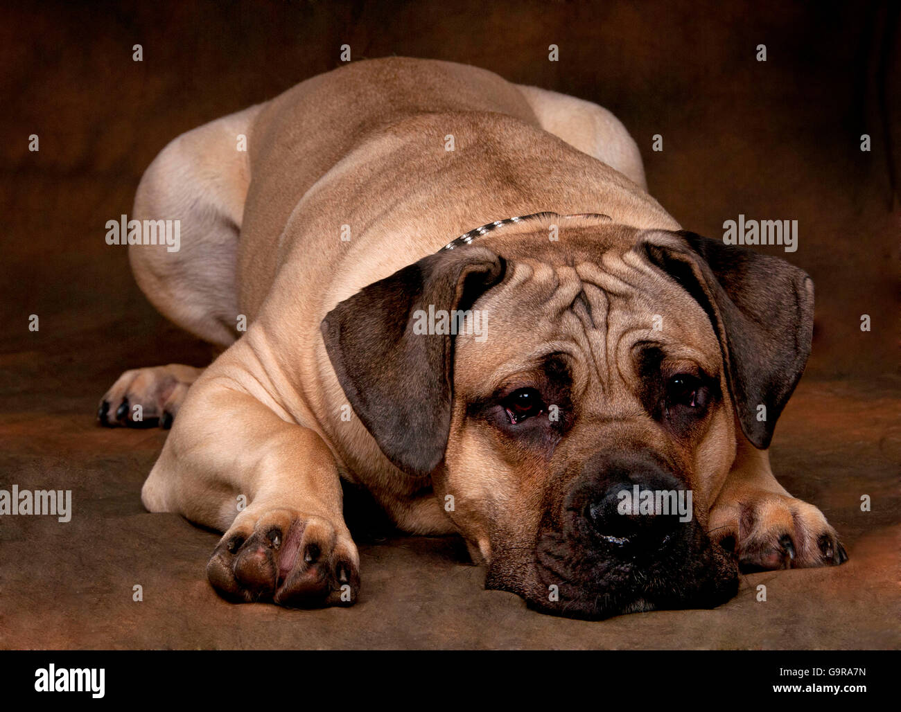 Dog breed type hi-res stock photography and images - Alamy