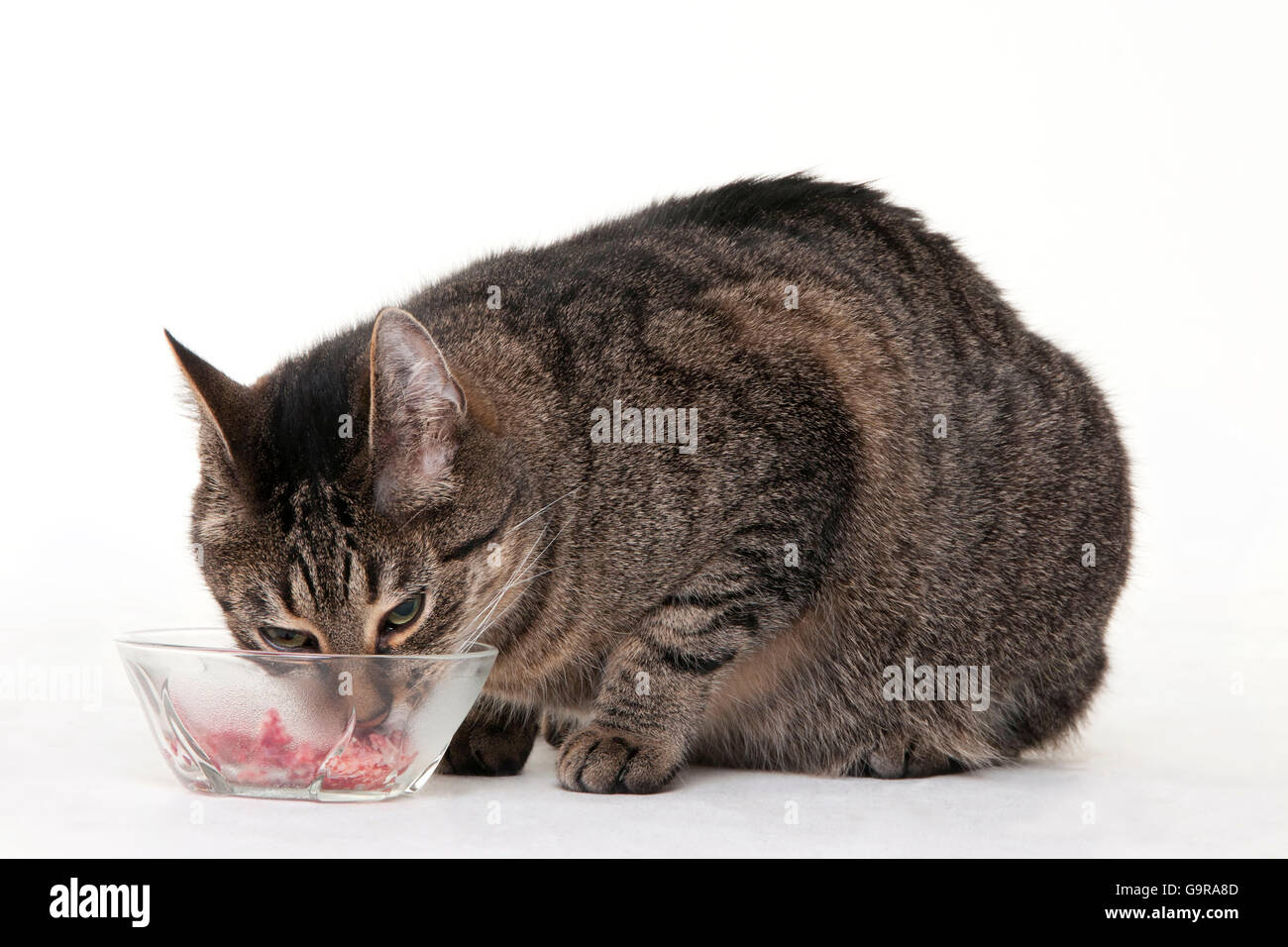 Domestic Cat, tabby / raw food, BARF Stock Photo - Alamy