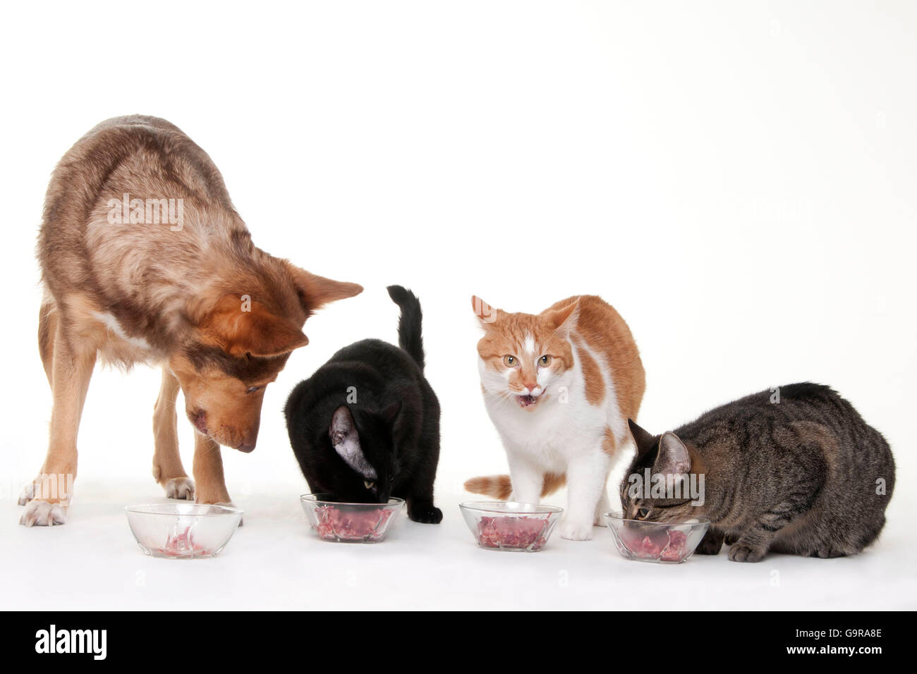 Domestic Cast and Mixed Breed Dog / BARF, raw food, feeding bowl Stock ...