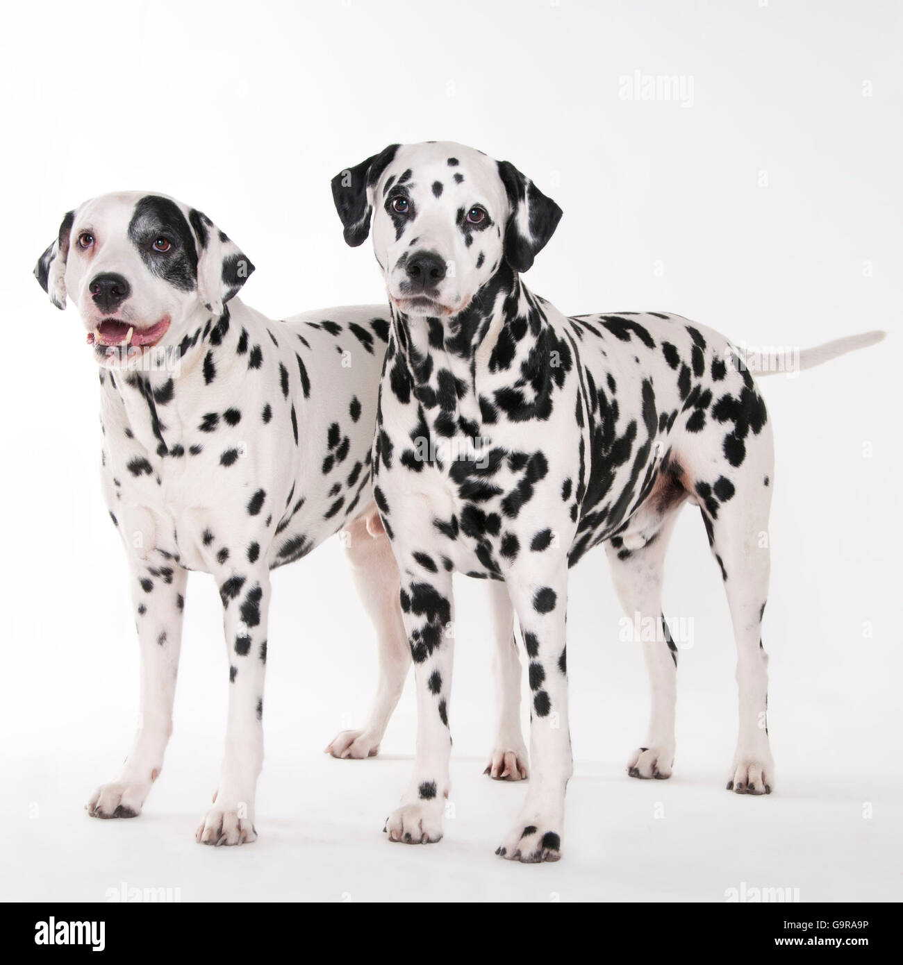 Two dalmatians hi-res stock photography and images - Alamy