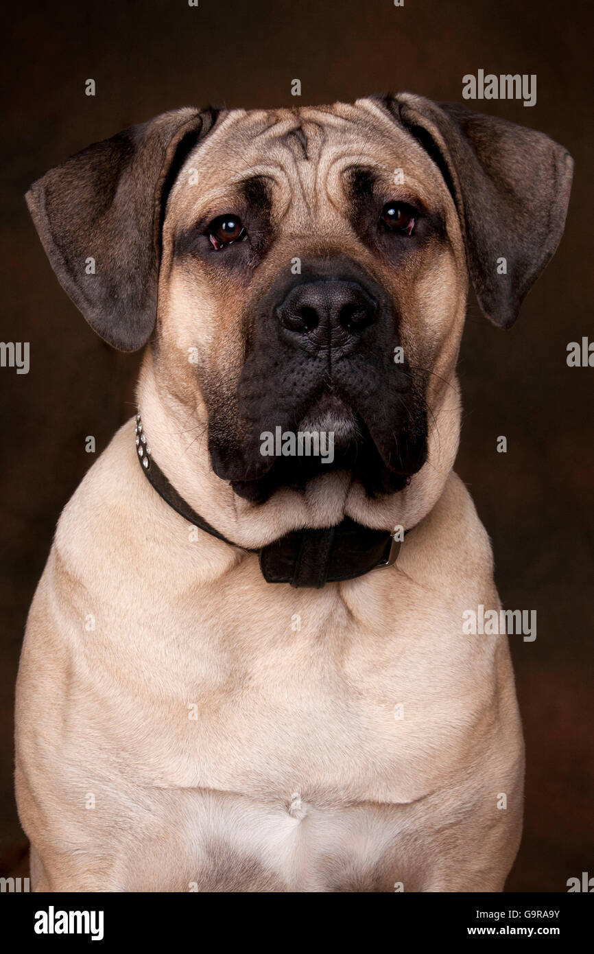 Male dog hi-res stock photography and images - Alamy