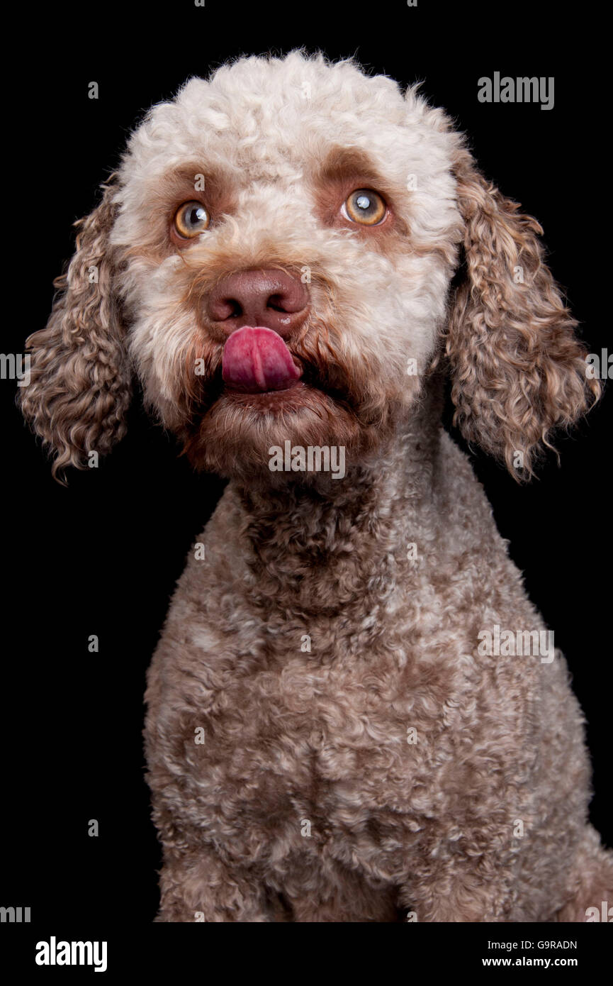 Lagotto romagnolo dog hi-res stock photography and images - Alamy