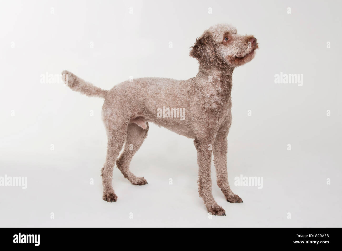Lagotto romagnolo hi-res stock photography and images - Alamy