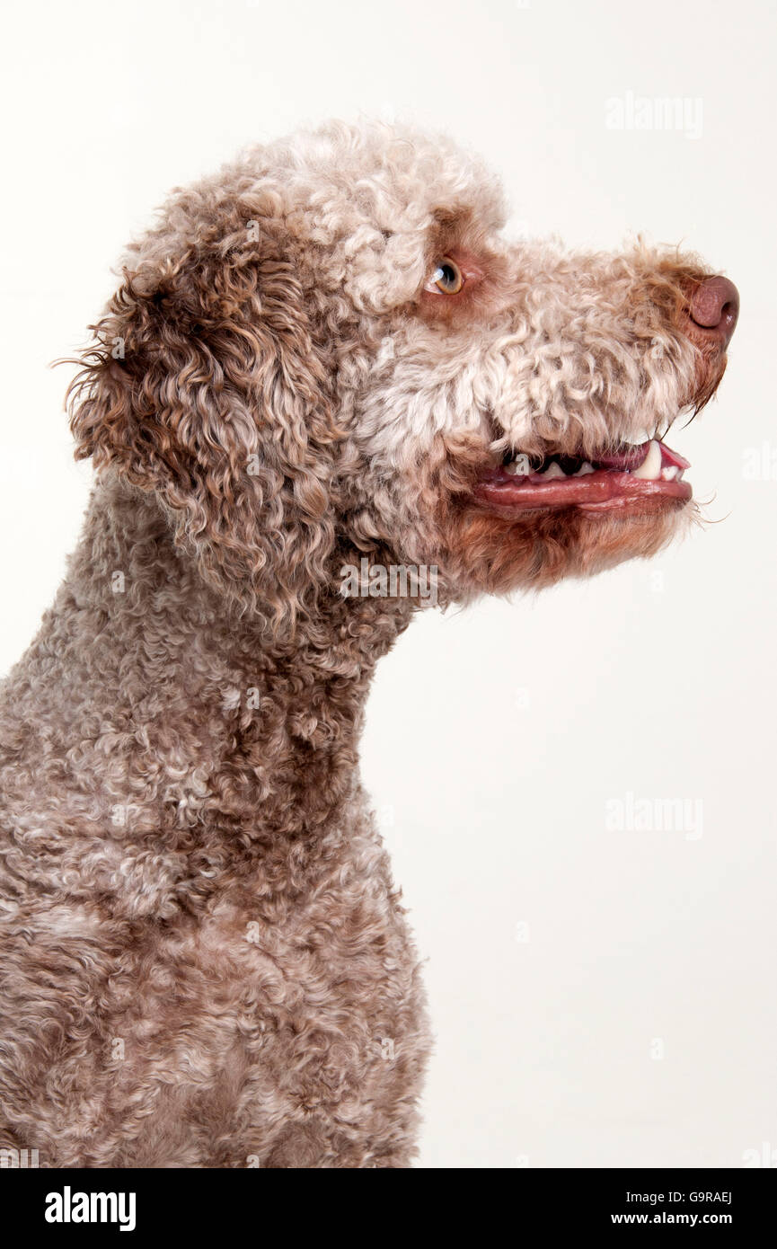 Lagotto Romagnolo, male / Romagna Water Dog, side Stock Photo - Alamy