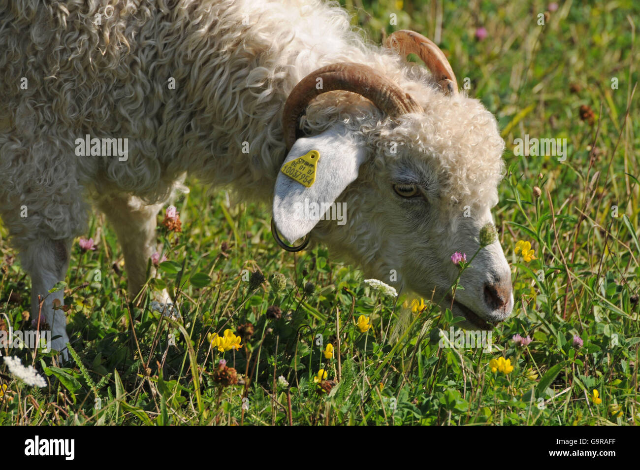 Angora goat mohair hi-res stock photography and images - Alamy