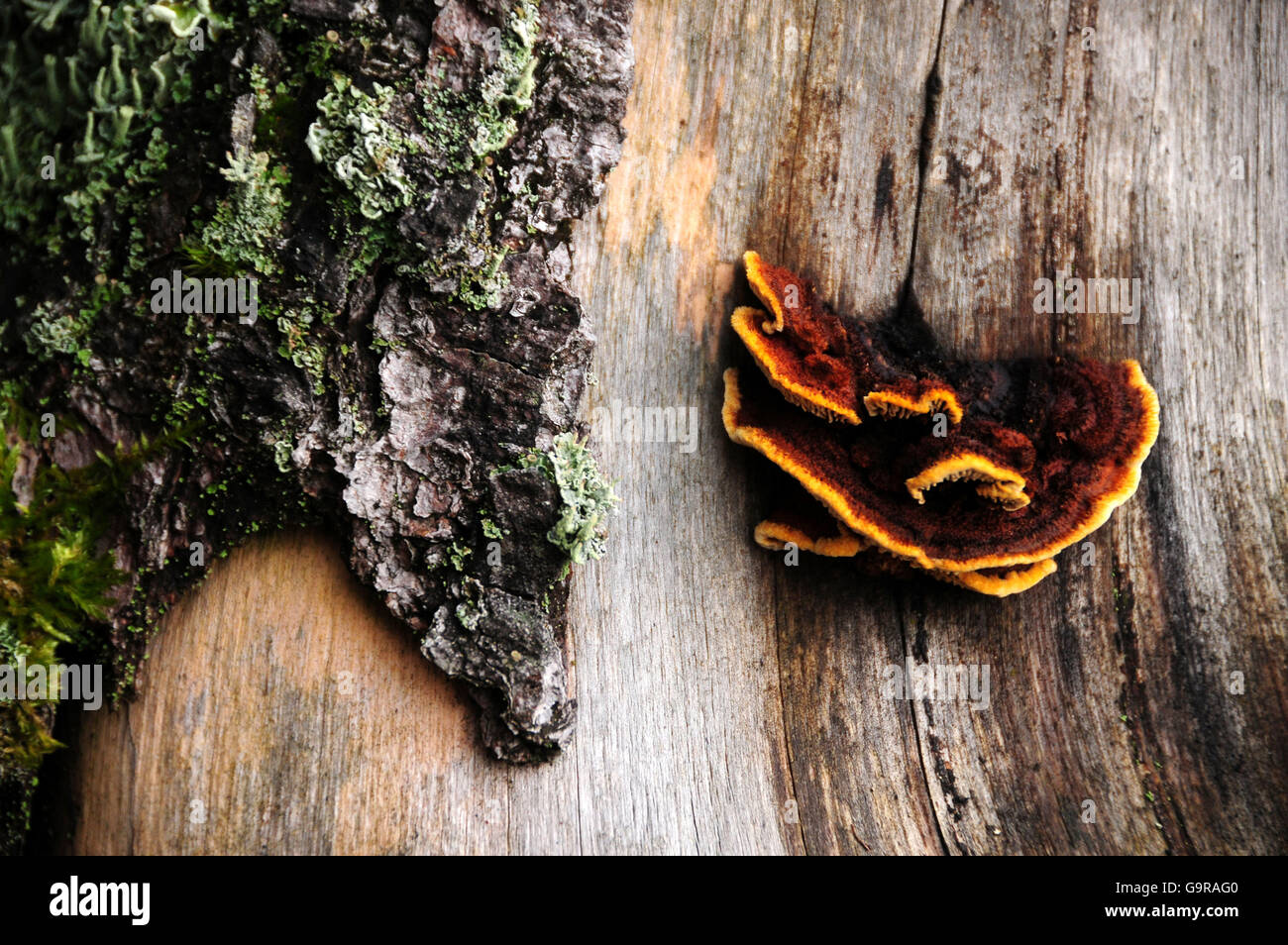 Rusty Gilled Polypore / (Gloeophyllum sepiarium Stock Photo - Alamy