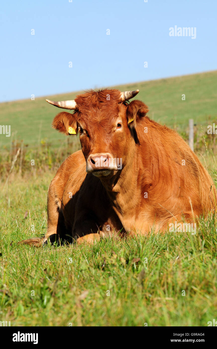 Limousin Cattle, cow Stock Photo - Alamy