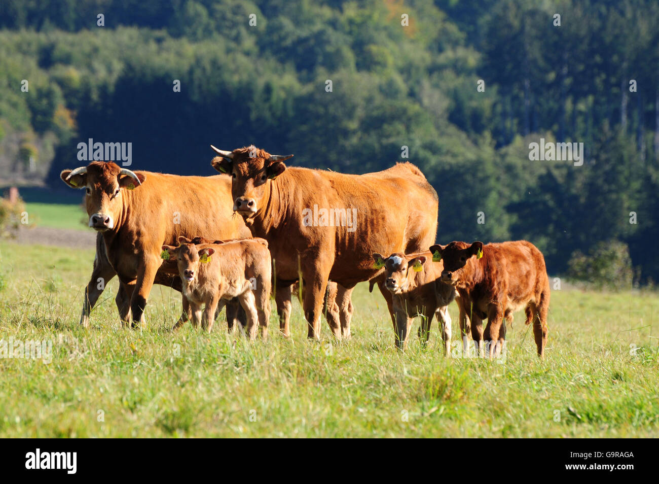 Limousin Cattle, cows and calves / cow, calf Stock Photo - Alamy
