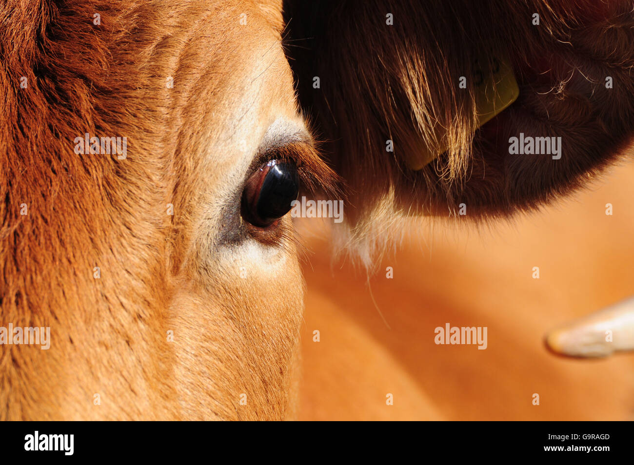 Limousin Cattle, cow Stock Photo - Alamy