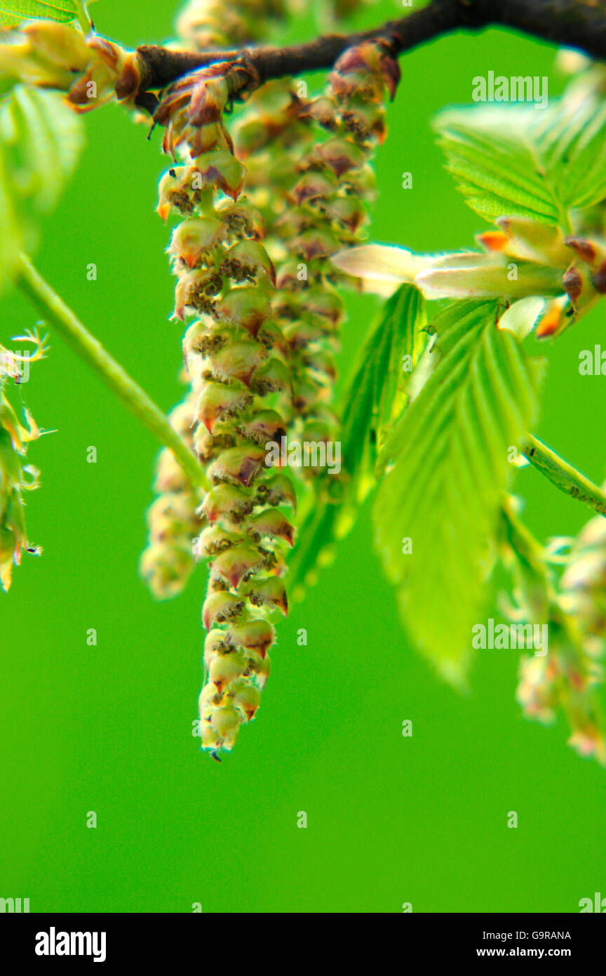 Common Hornbeam, male catkins / (Carpinus betulus Stock Photo - Alamy