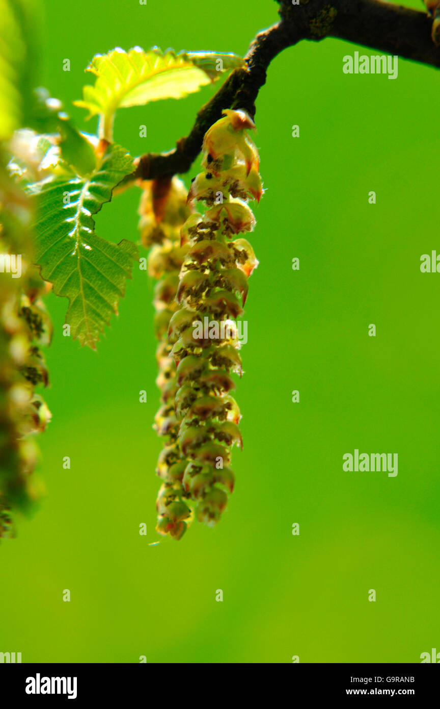 Common Hornbeam, male catkins / (Carpinus betulus Stock Photo - Alamy