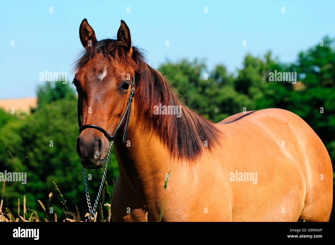 Quarter Horse, Yearling Stock Photo - Alamy