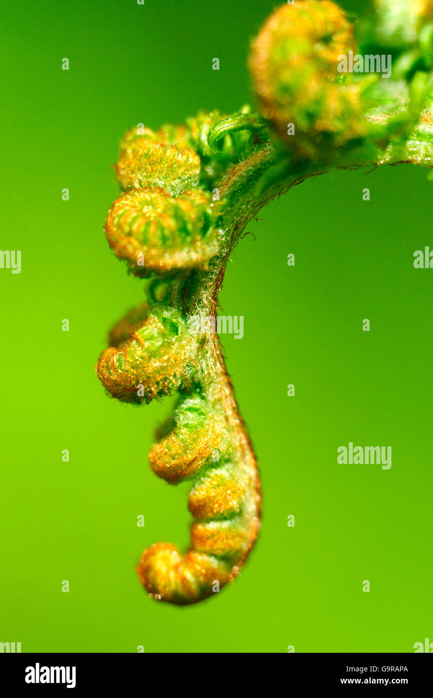 Vertical shot fern leaf hi-res stock photography and images - Alamy
