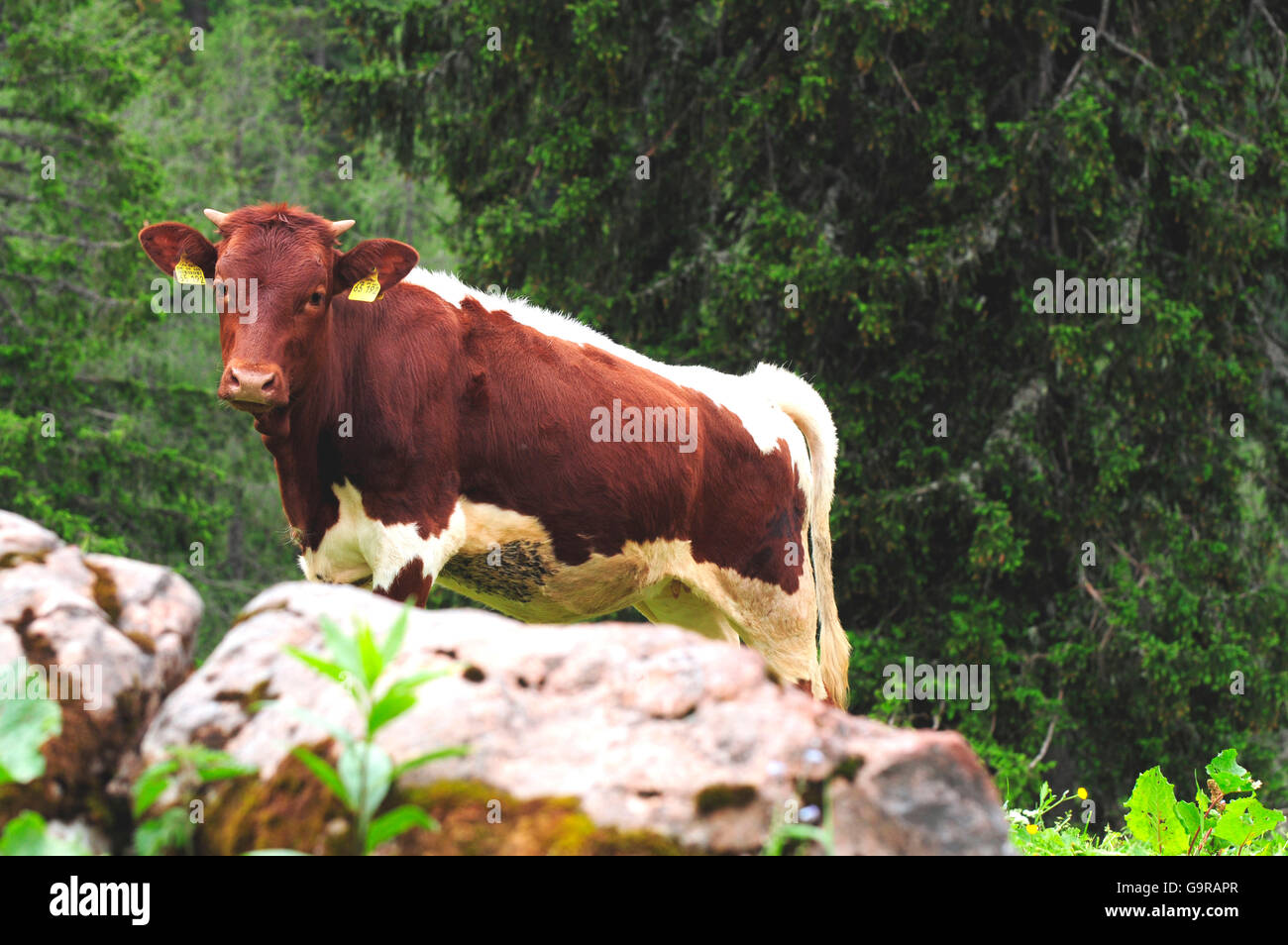 Pinzgau Cattle High Resolution Stock Photography and Images - Alamy