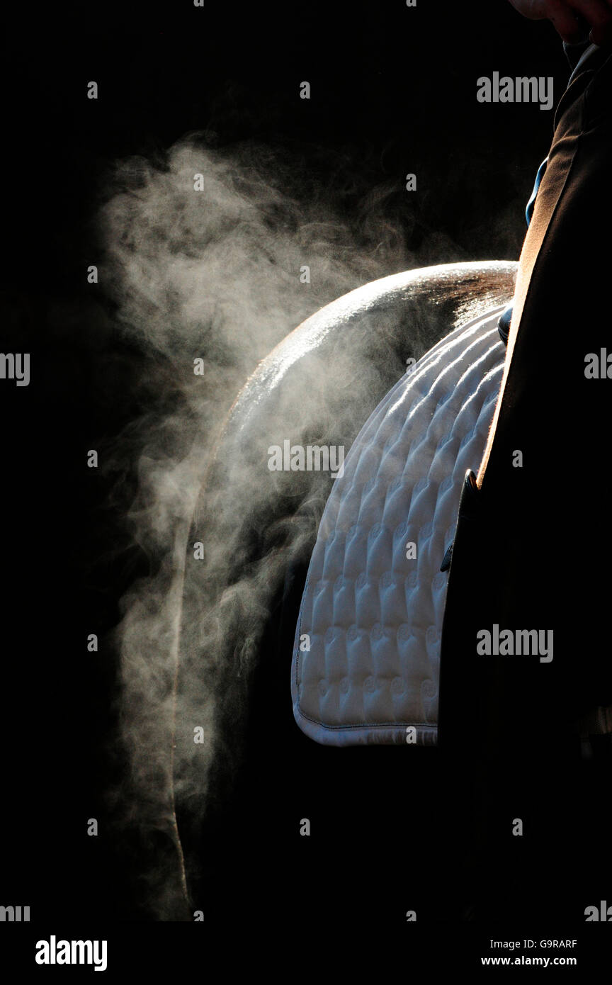 Equestrian Sports, croup, sweat, vapor, vapour Stock Photo - Alamy