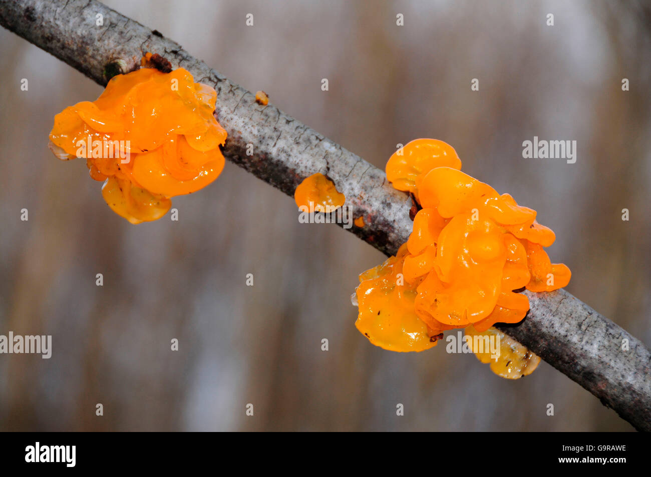 Tremella High Resolution Stock Photography and Images - Alamy