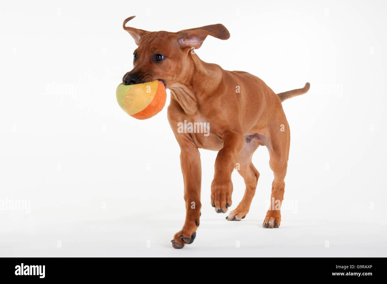 Rhodesian Ridgeback, male, puppy, 12 weeks / with toy, ball Stock Photo ...