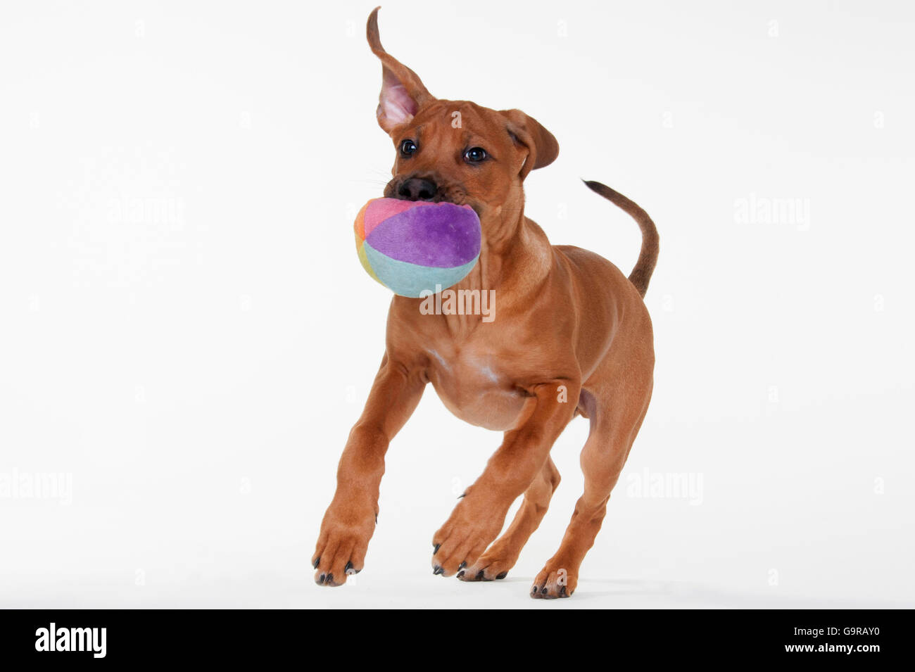 Rhodesian Ridgeback, male, puppy, 12 weeks / with toy, ball Stock Photo ...