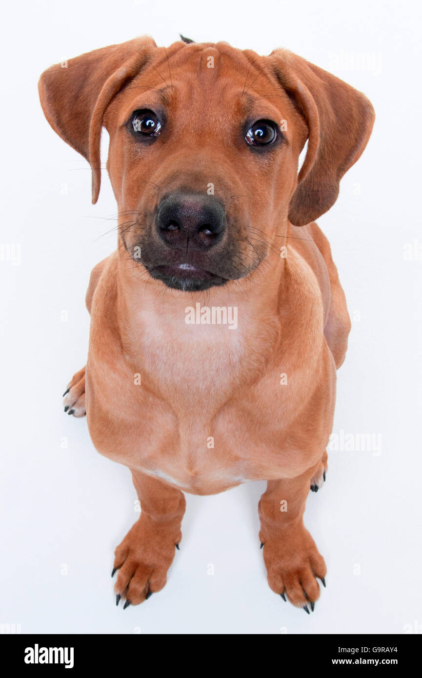 Rhodesian Ridgeback, male, puppy, 12 weeks Stock Photo - Alamy