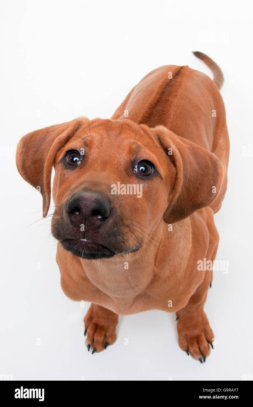 Rhodesian Ridgeback, male, puppy, 12 weeks Stock Photo - Alamy